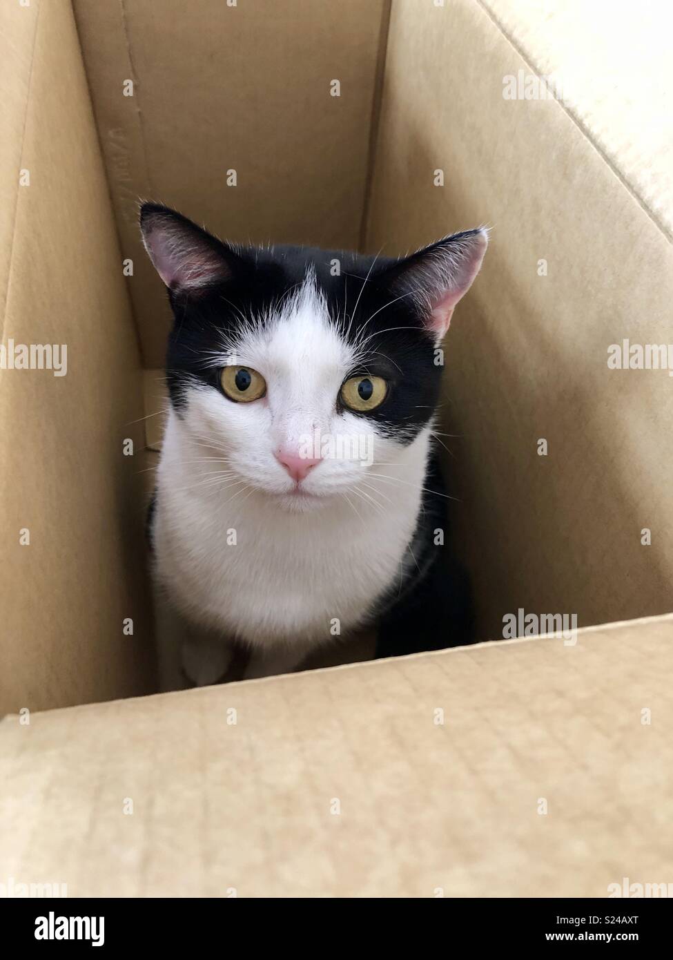 Cute cat in a box Stock Photo - Alamy