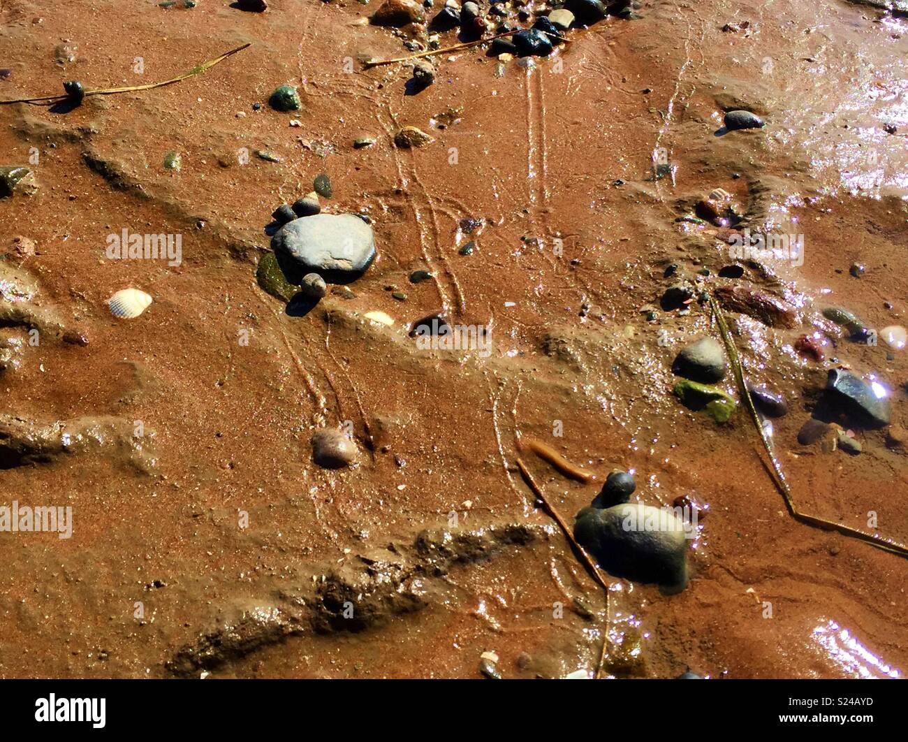 Worm tracks hi-res stock photography and images - Alamy