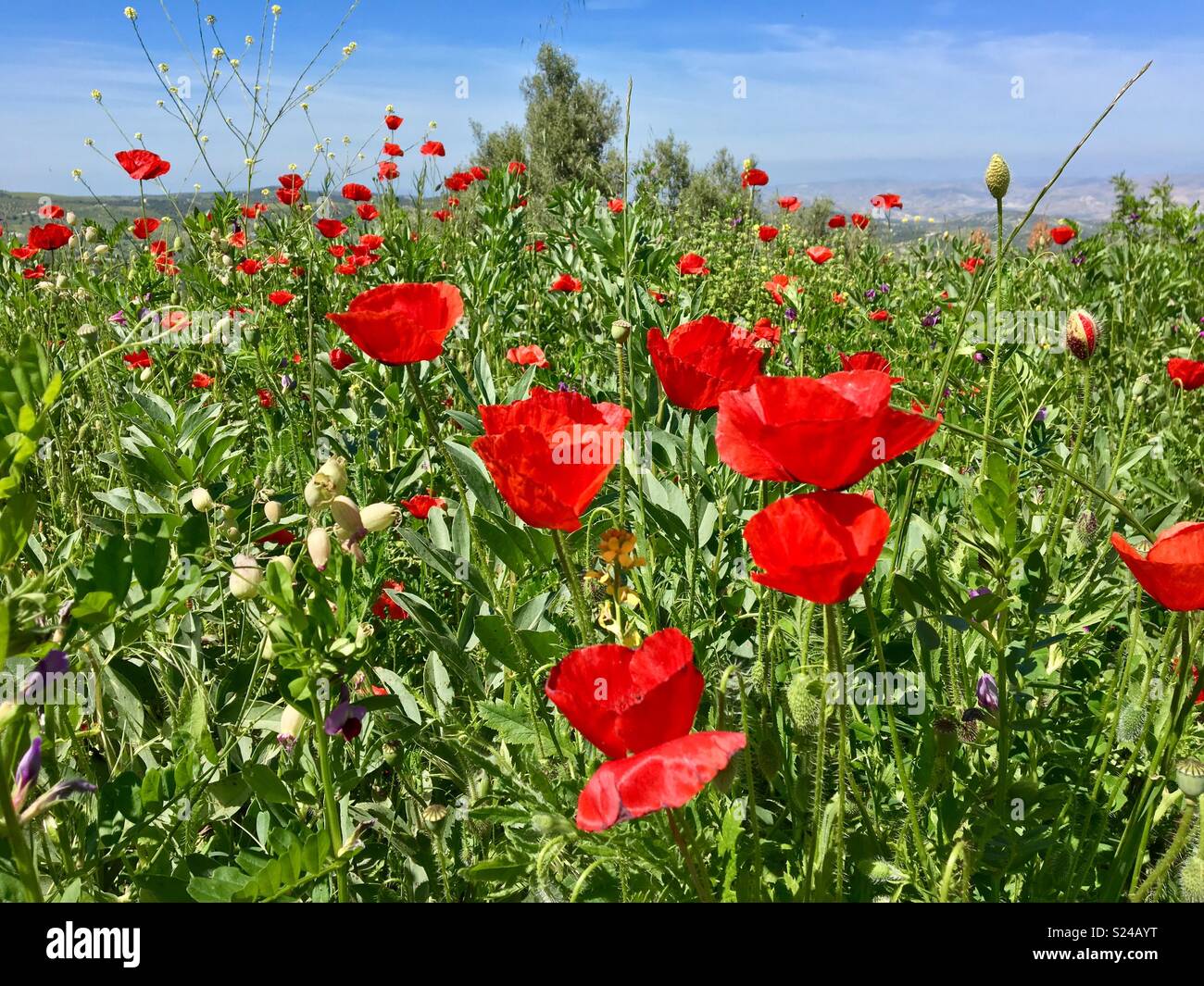 Spring in Morocco Stock Photo - Alamy