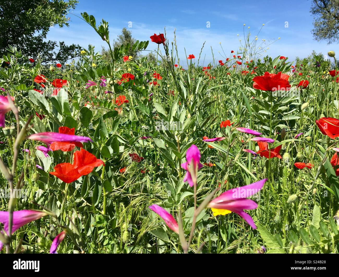 Spring in morocco hi-res stock photography and images - Alamy