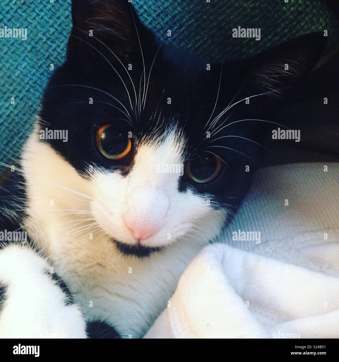 Sweet cat hi-res stock photography and images - Alamy