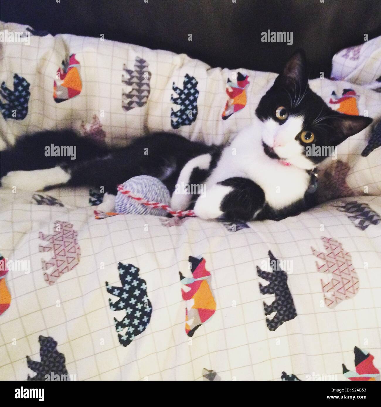 Animal poser hi-res stock photography and images - Alamy