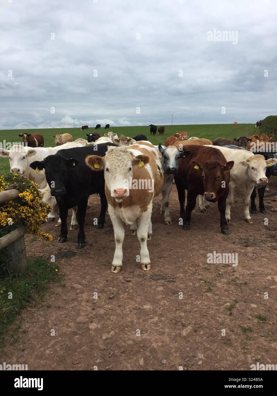 Welsh Cows High Resolution Stock Photography and Images - Alamy
