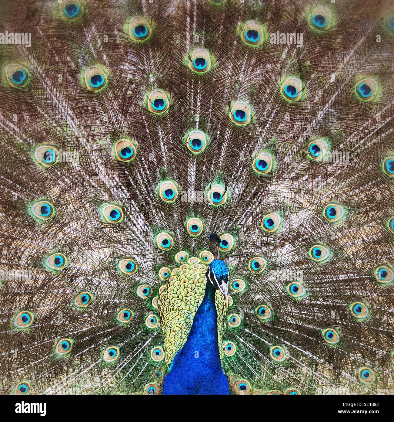 Closeup image of male peacock displaying fanned tail feathers Stock ...