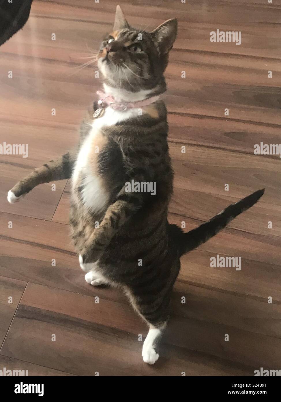 Cat reaching hi-res stock photography and images - Alamy