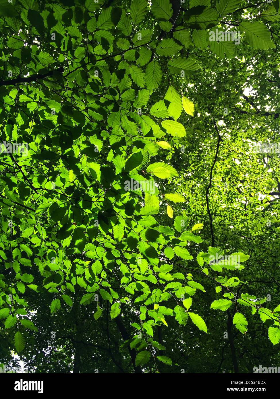 Branches of wood hi-res stock photography and images - Alamy