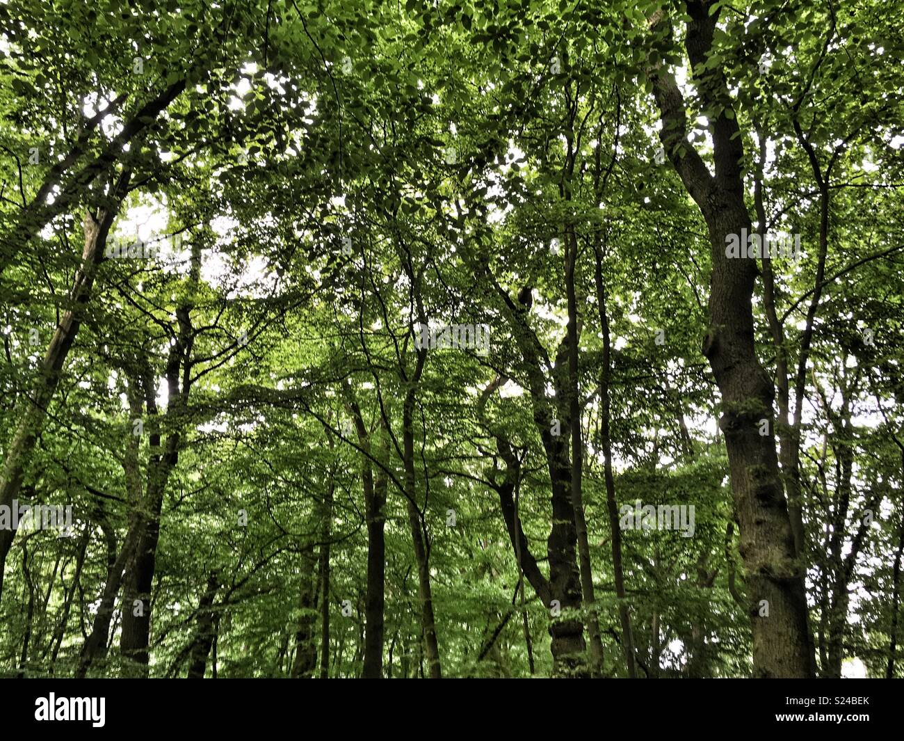 Coldfall Wood in London, England Stock Photo - Alamy
