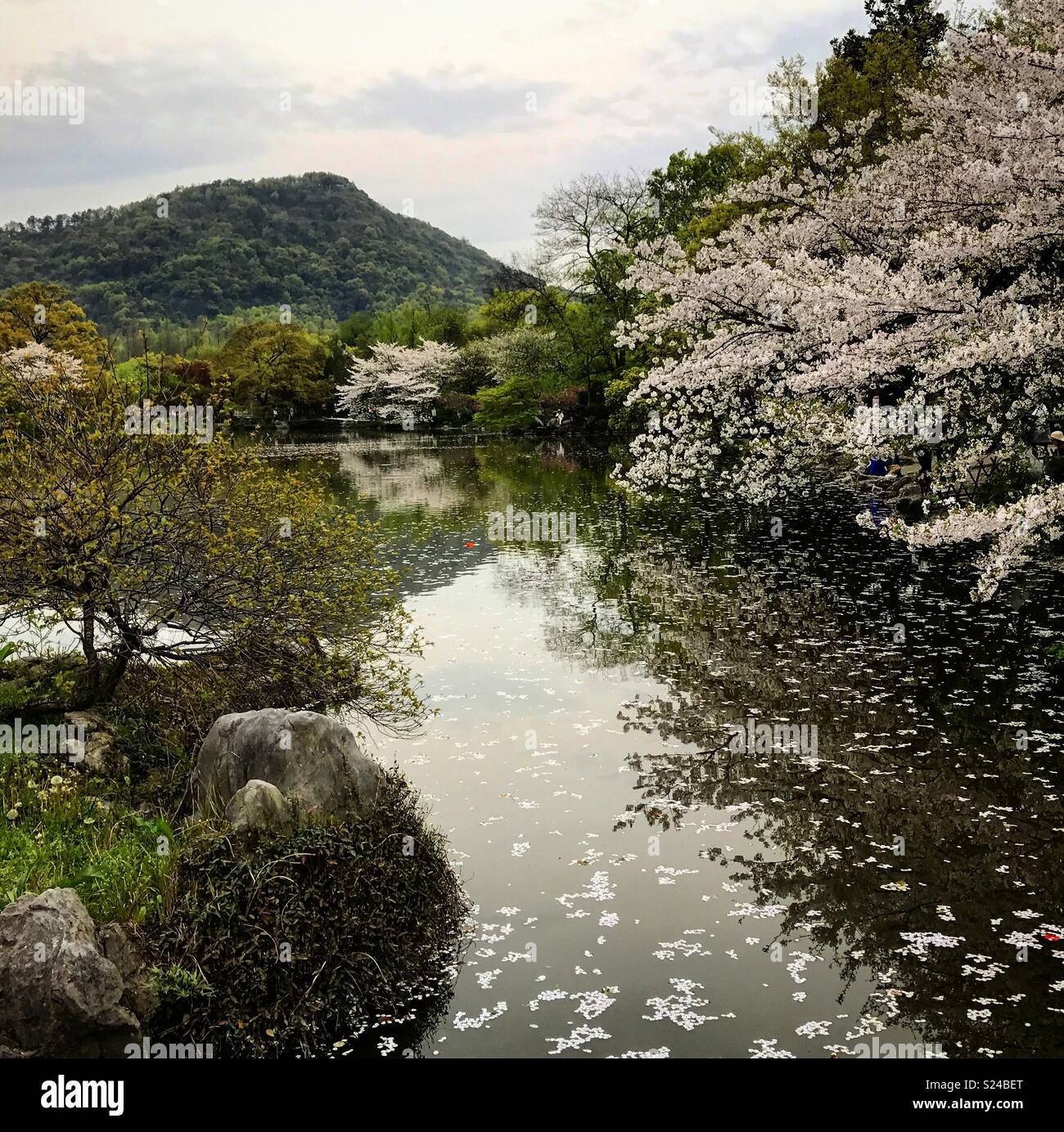 China mountains flowers hi-res stock photography and images - Alamy