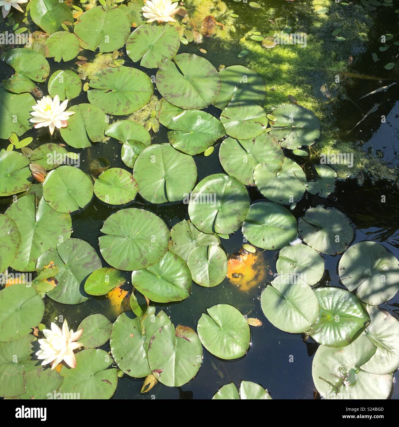 Lily pad pond hi-res stock photography and images - Alamy
