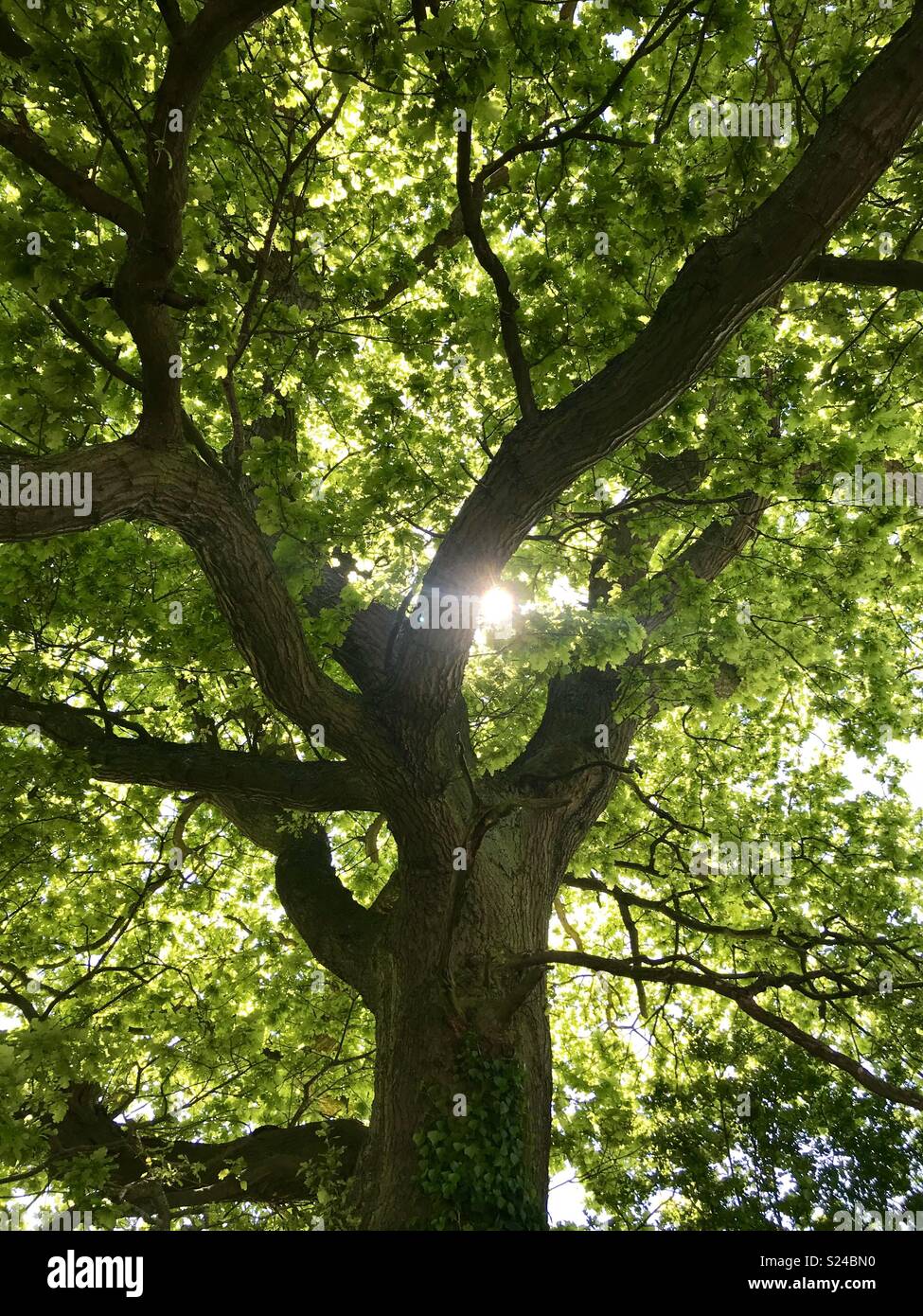 Oak tree at the hoar farm Stock Photo - Alamy
