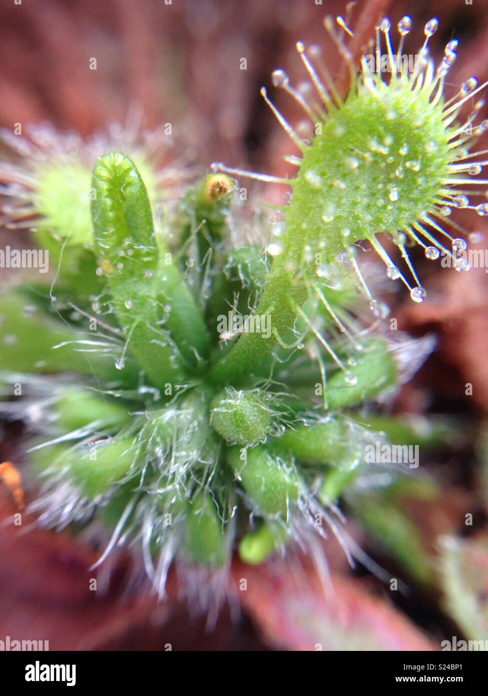 Sundew plant hi-res stock photography and images - Alamy