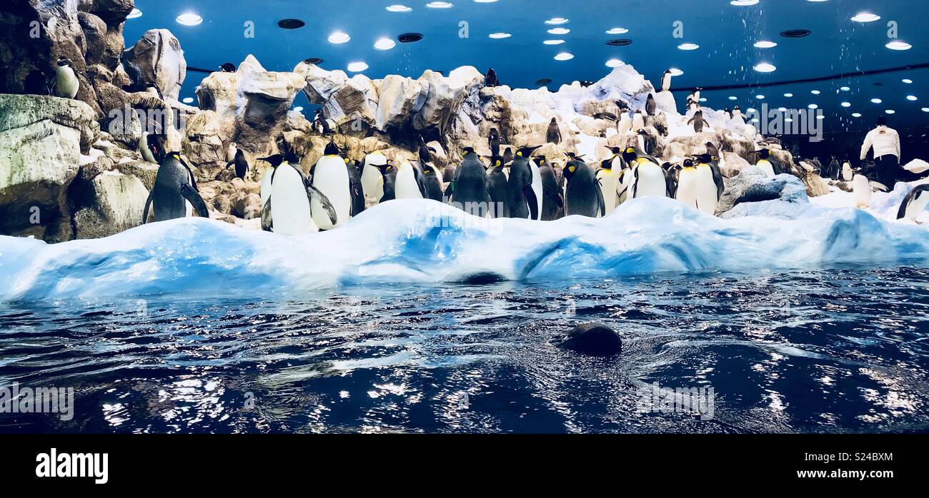 Collection of penguins Stock Photo - Alamy