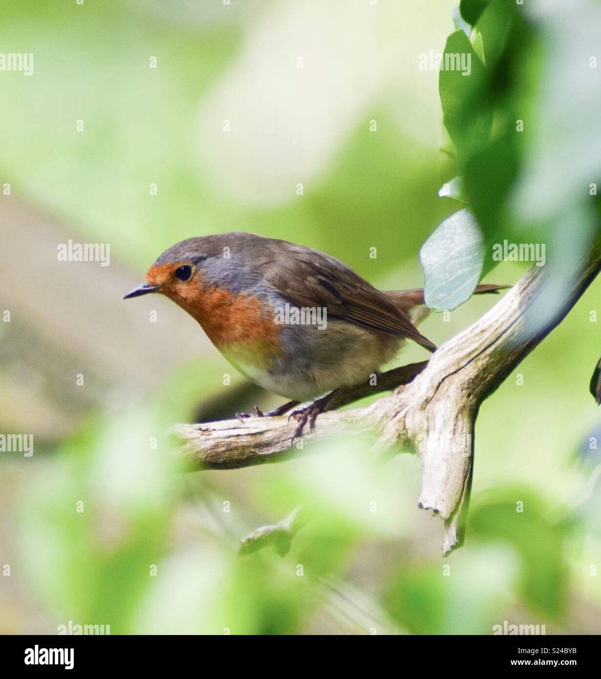Robin on a branch Stock Photo - Alamy