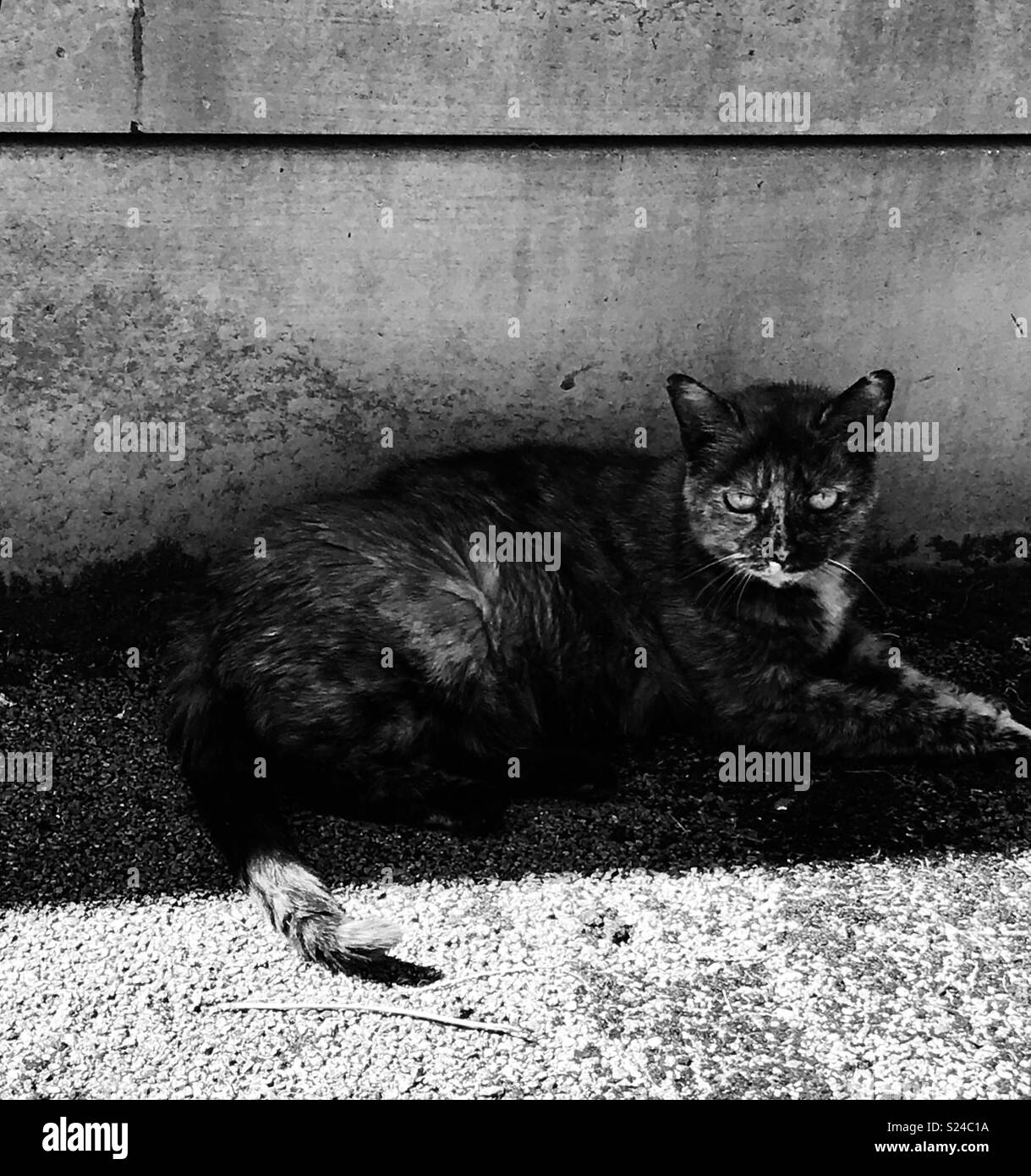 Cat chilling Black and White Stock Photos & Images - Alamy