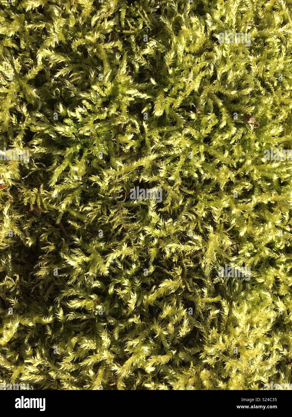 Moss details hi-res stock photography and images - Alamy