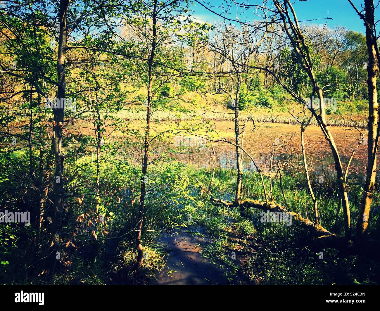 Eglinton country park hi-res stock photography and images - Alamy
