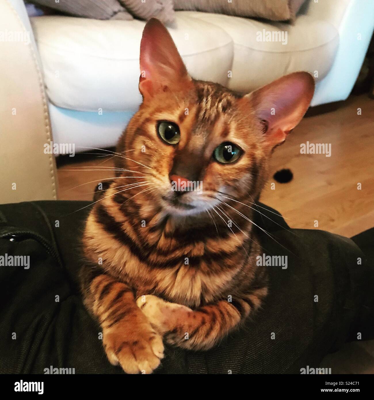 Amber eyes of cat hi-res stock photography and images - Alamy