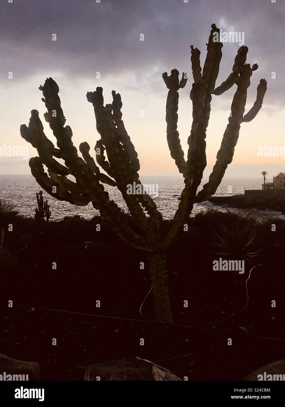 Cactus by the sea Stock Photo - Alamy