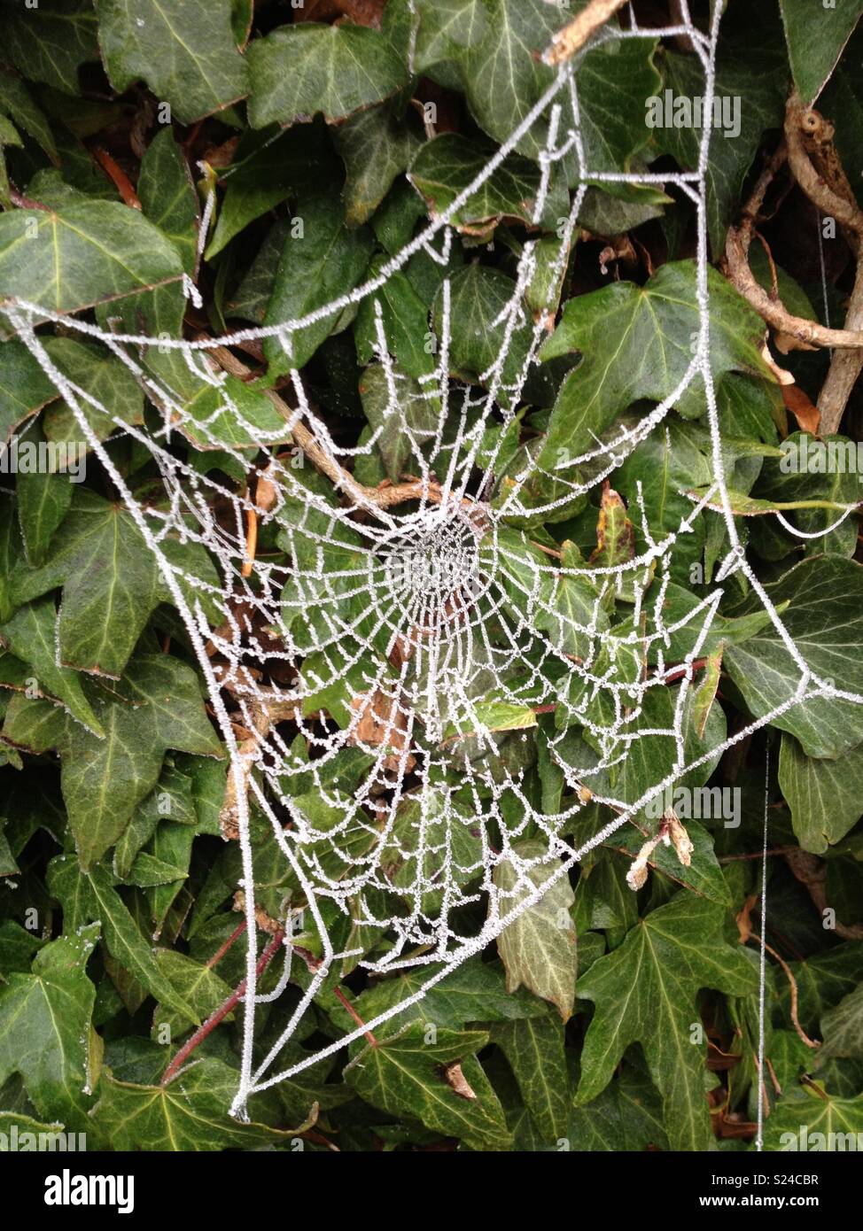 Frost on spider web hi-res stock photography and images - Alamy