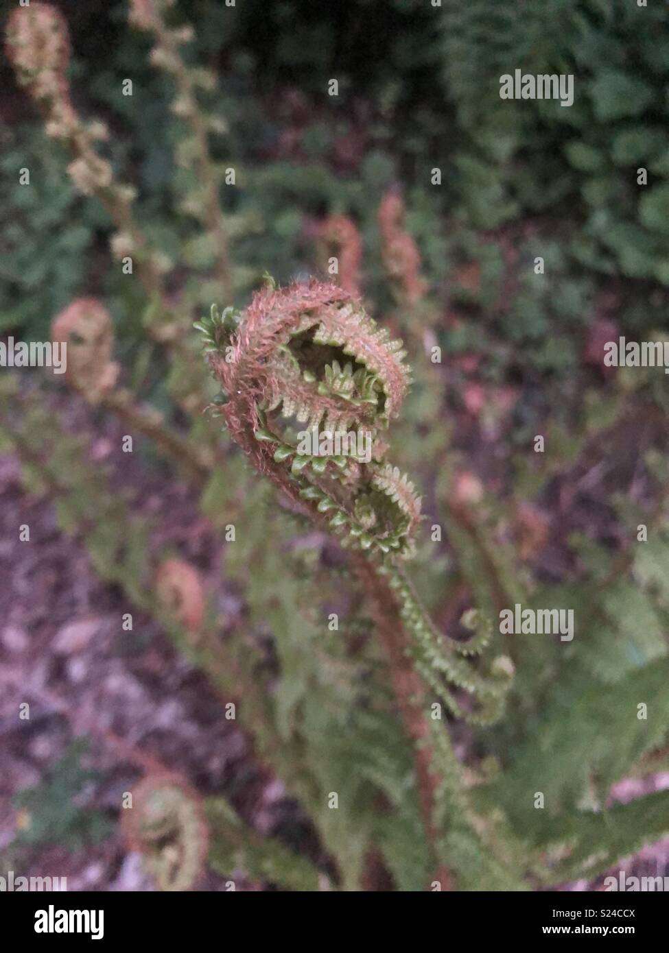 Frong hi-res stock photography and images - Alamy