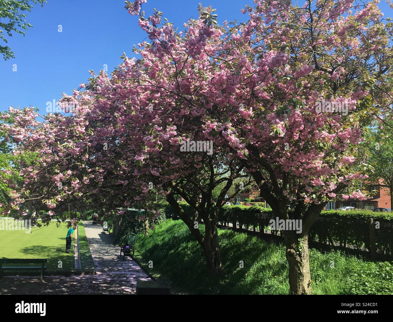 Cherry blossom tree at Chadderton park Stock Photo - Alamy