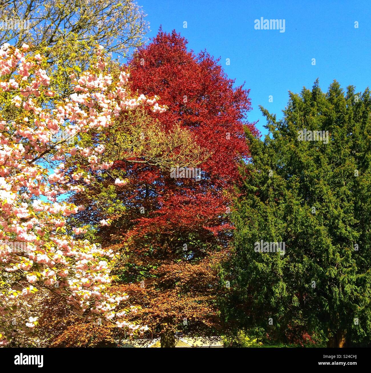 Beautifully coloured tree Stock Photo - Alamy