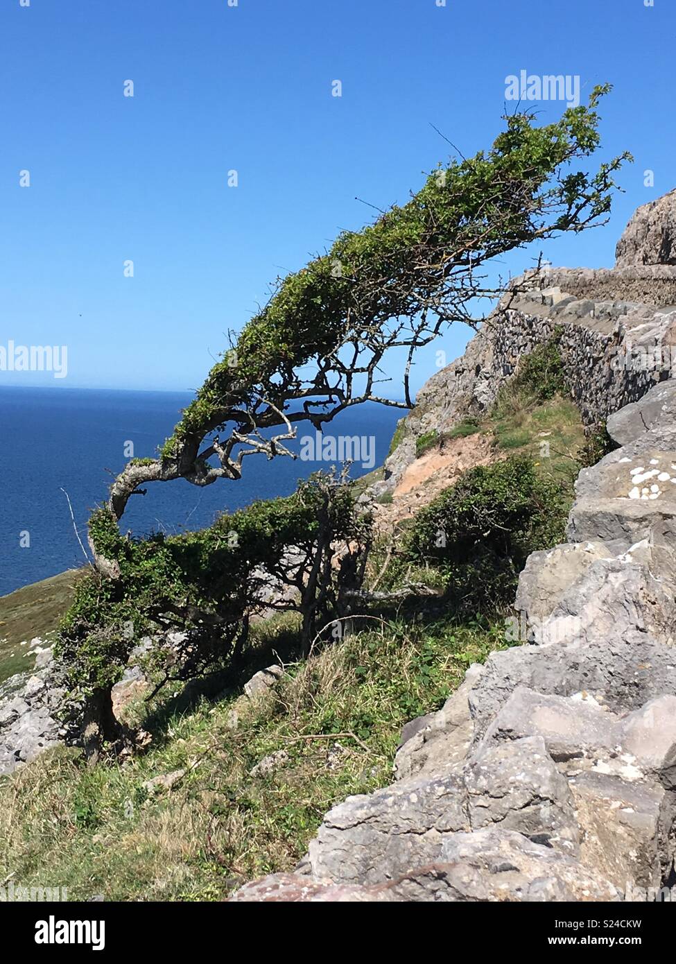 Wind Swept Tree High Resolution Stock Photography and Images - Alamy