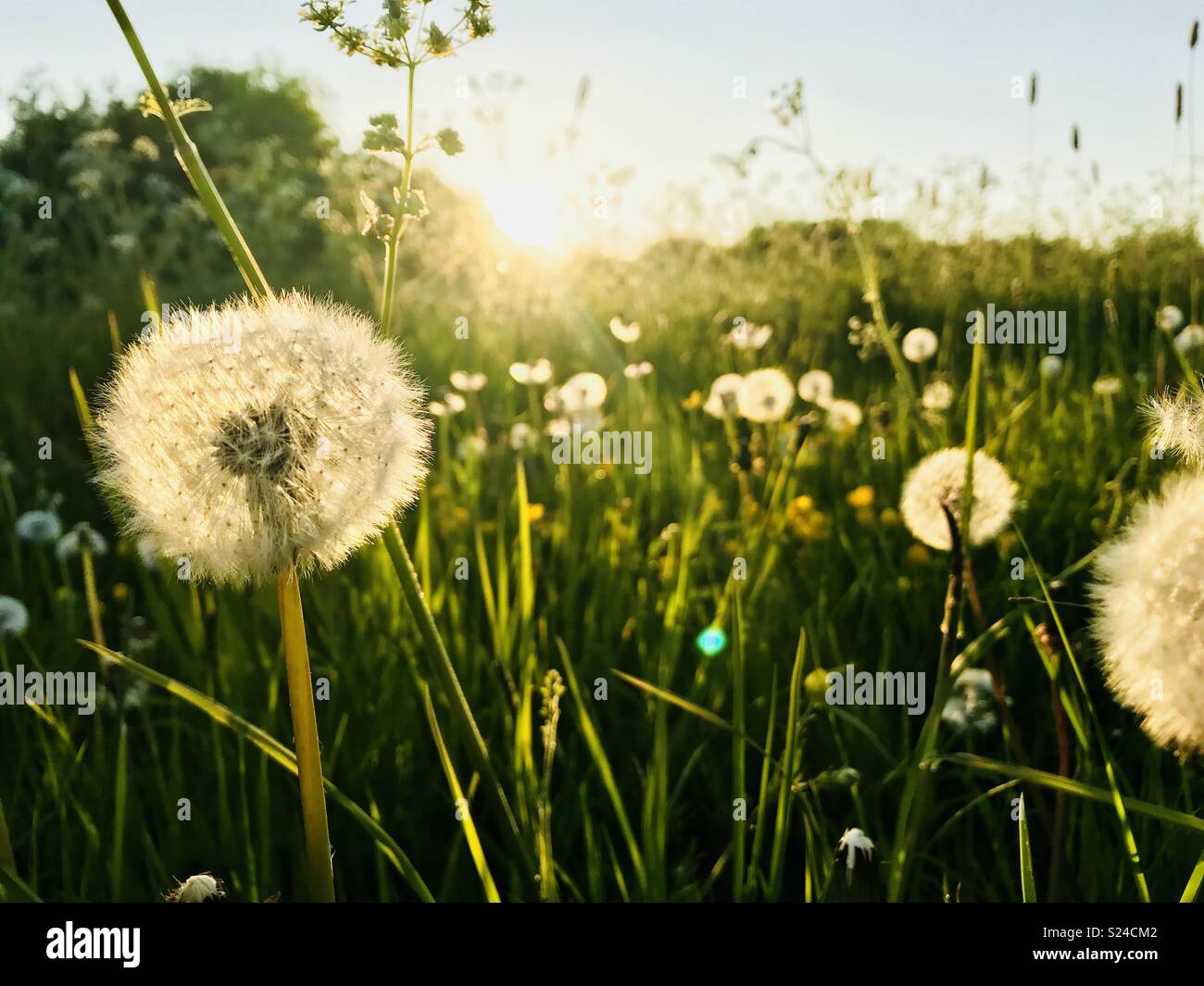 Golden dandelion in spring hi-res stock photography and images - Alamy