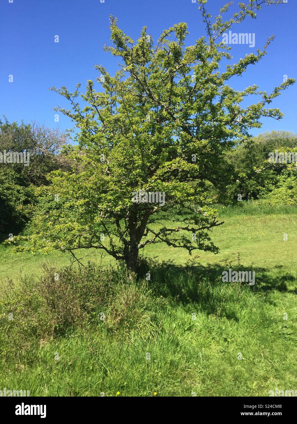 Tree in middle hi-res stock photography and images - Alamy