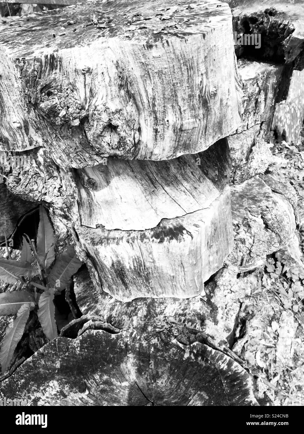 Stumpery hi-res stock photography and images - Alamy