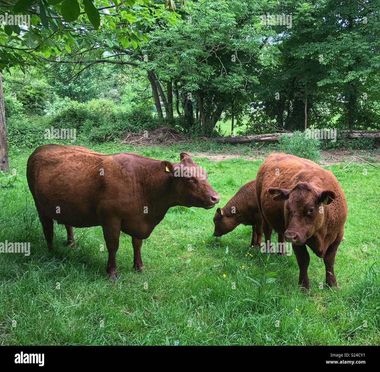 Group of cows hi-res stock photography and images - Alamy