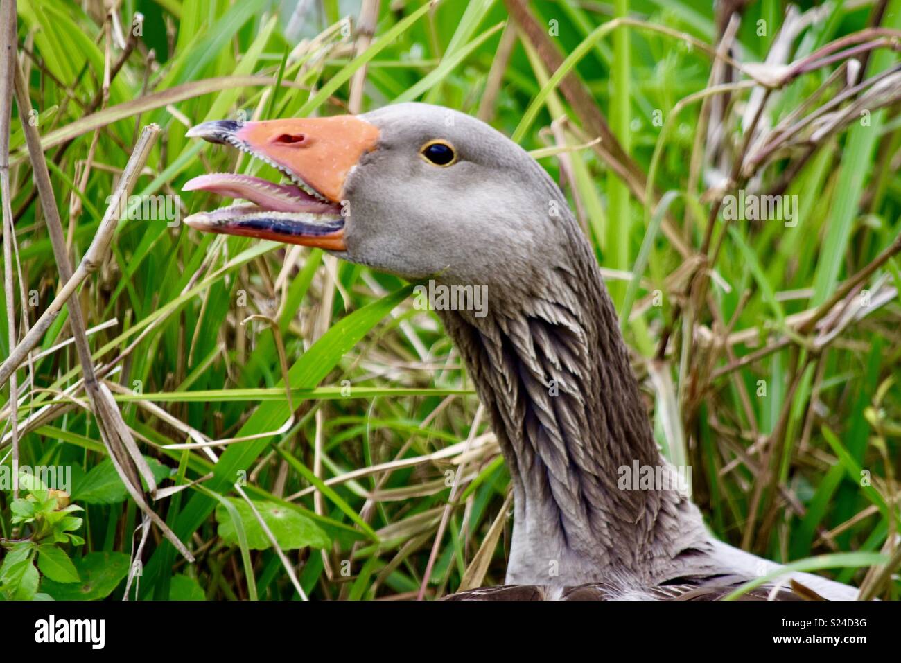 White Goose Teeth