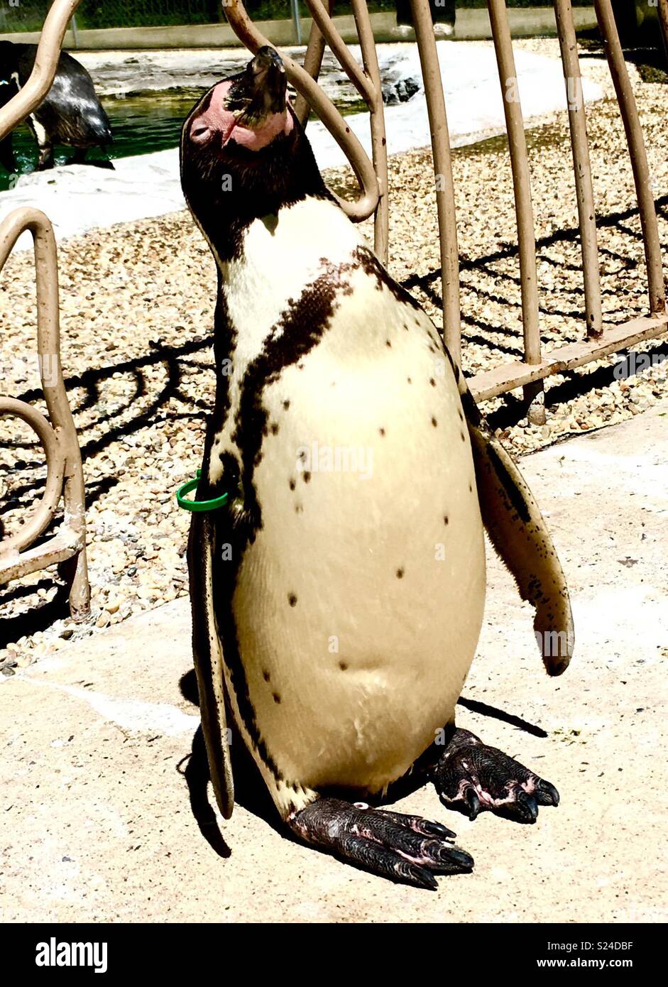 Sunbathing penguin hi-res stock photography and images - Alamy