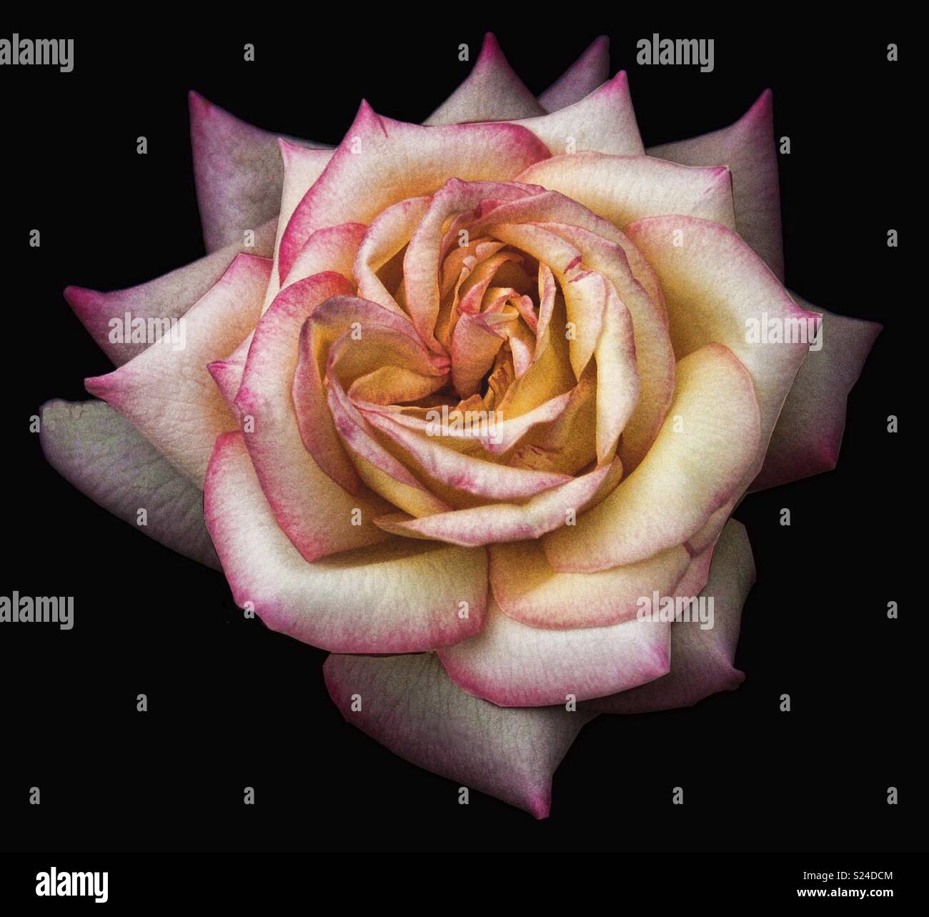 A Rose, is a Rose, is a Rose Stock Photo - Alamy