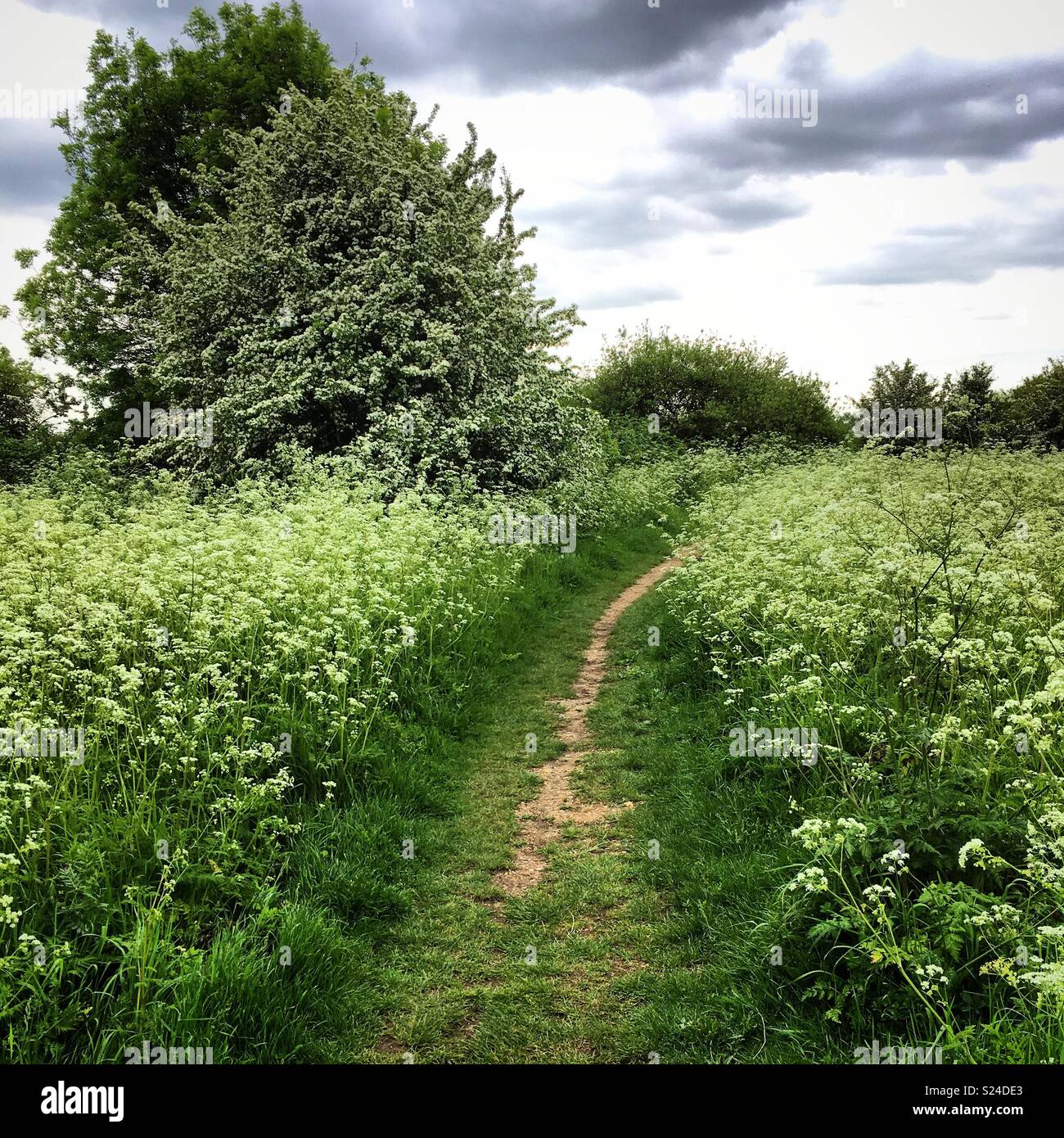 Path less travelled hi-res stock photography and images - Alamy