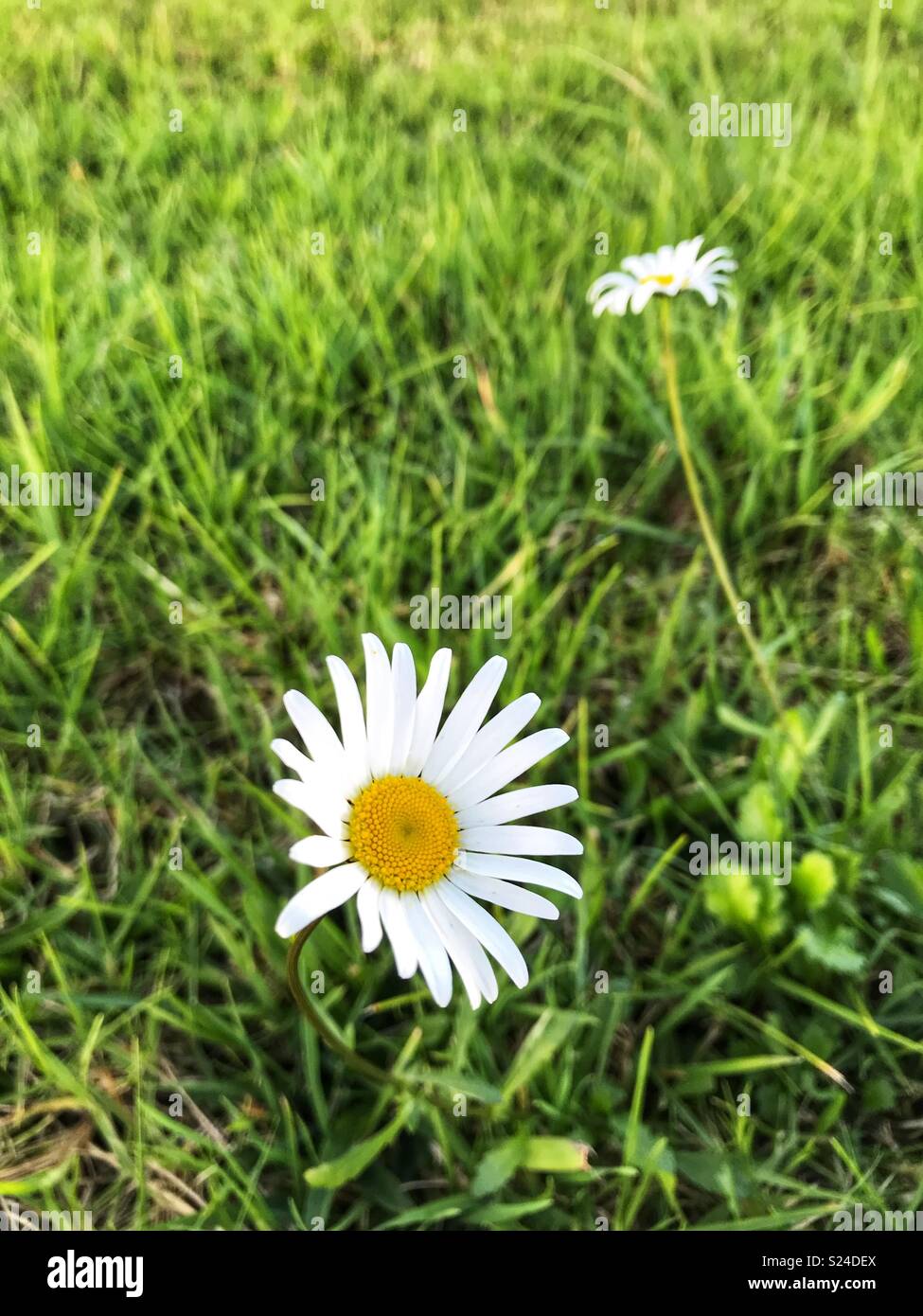 Two daisies in bloom hi-res stock photography and images - Alamy