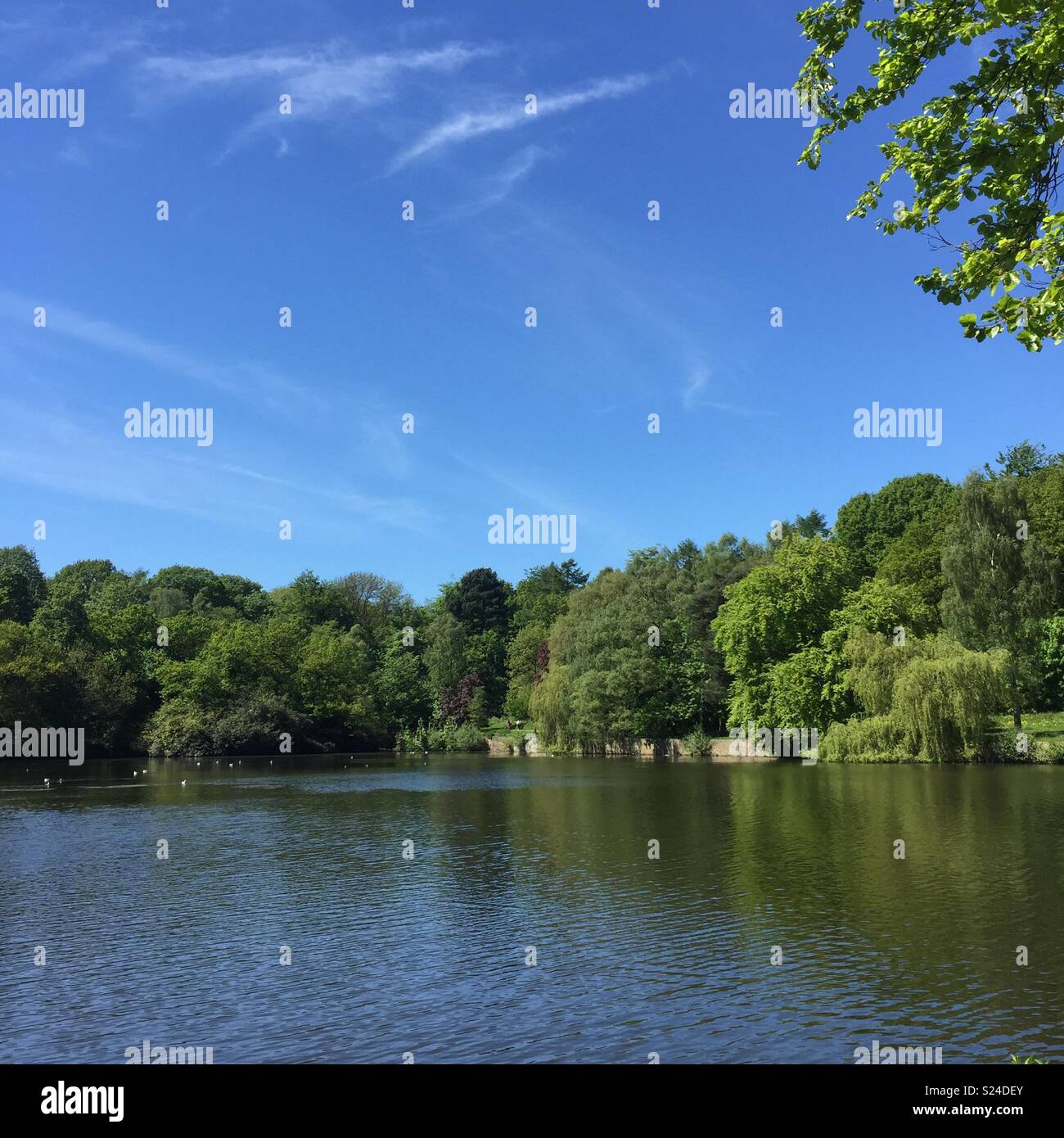 Roundhay leeds hi-res stock photography and images - Alamy
