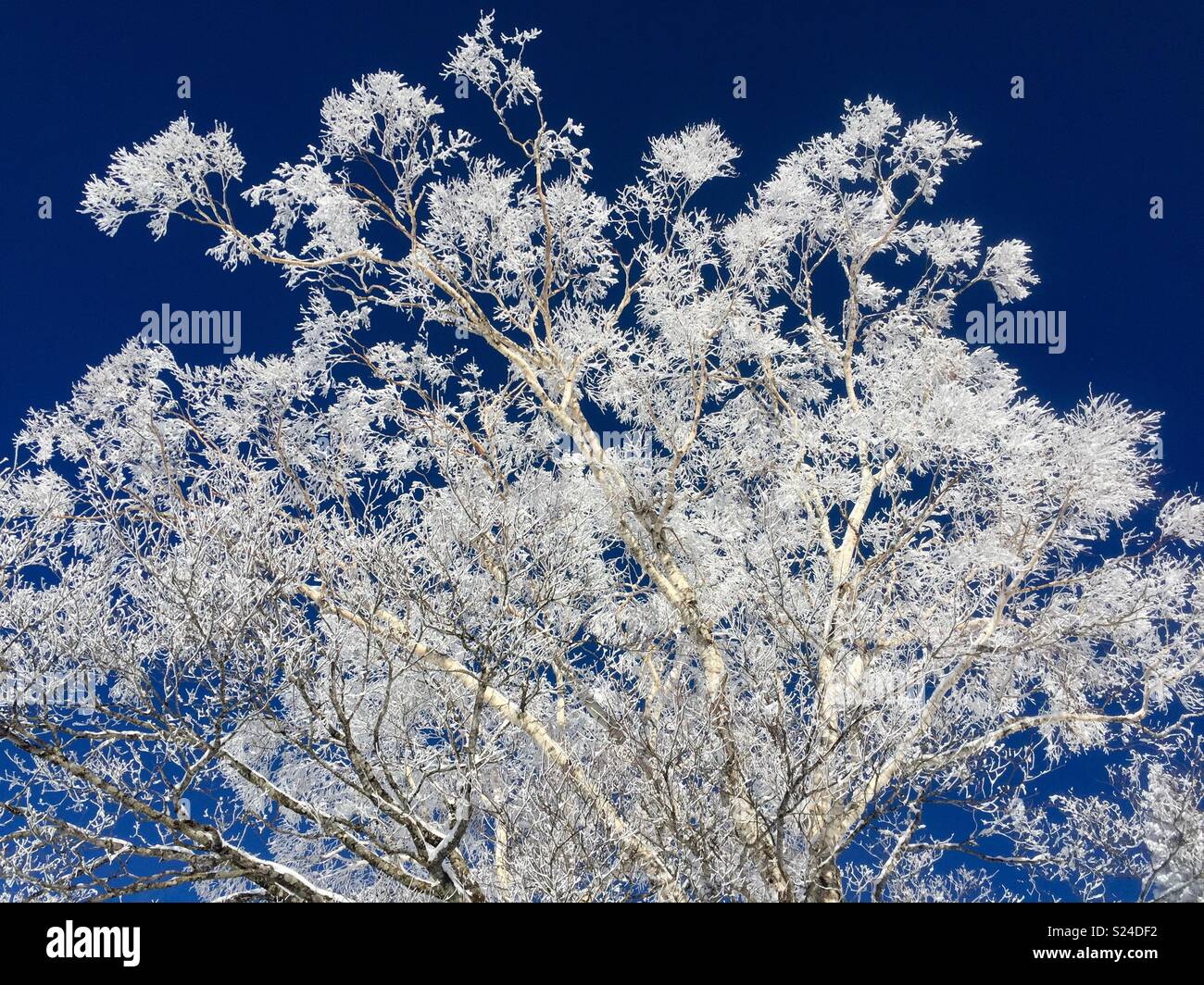 the ice coating on the trees at Tateshina, Nagano, Japan Stock Photo ...