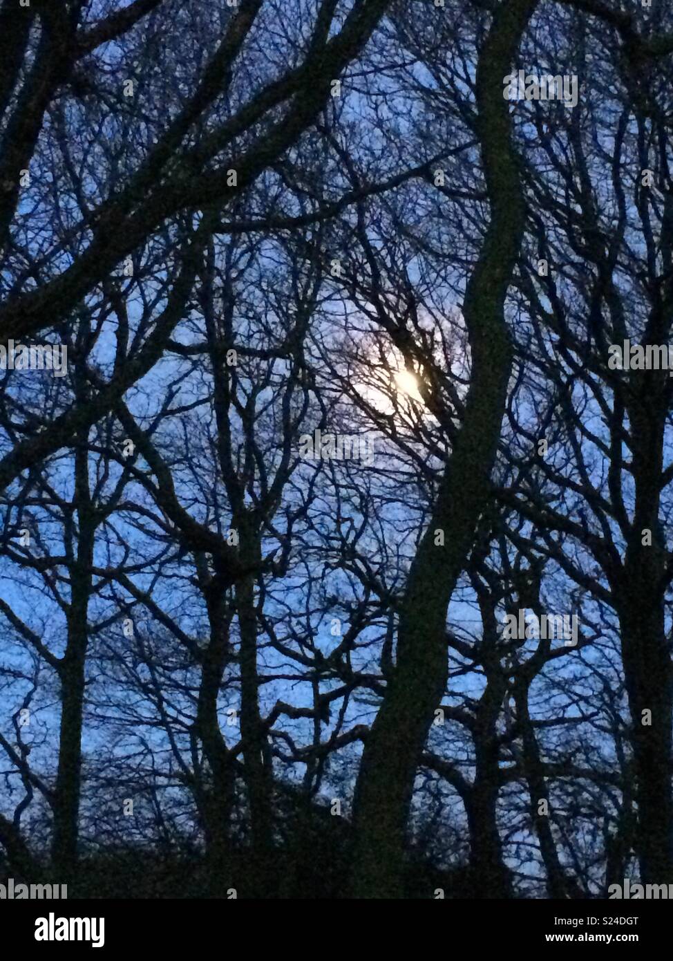 Night in the woods hi-res stock photography and images - Alamy