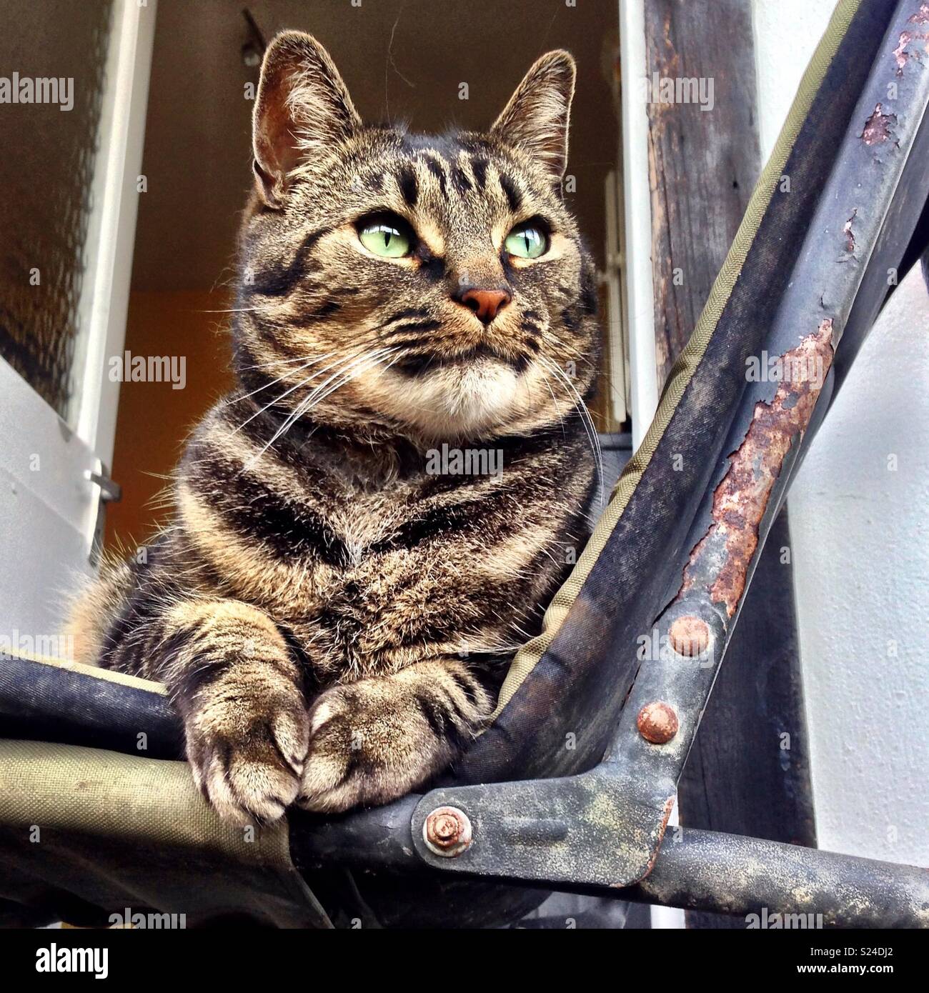 Character tabby cat sitting in rusty chair looking thoughtful Stock ...
