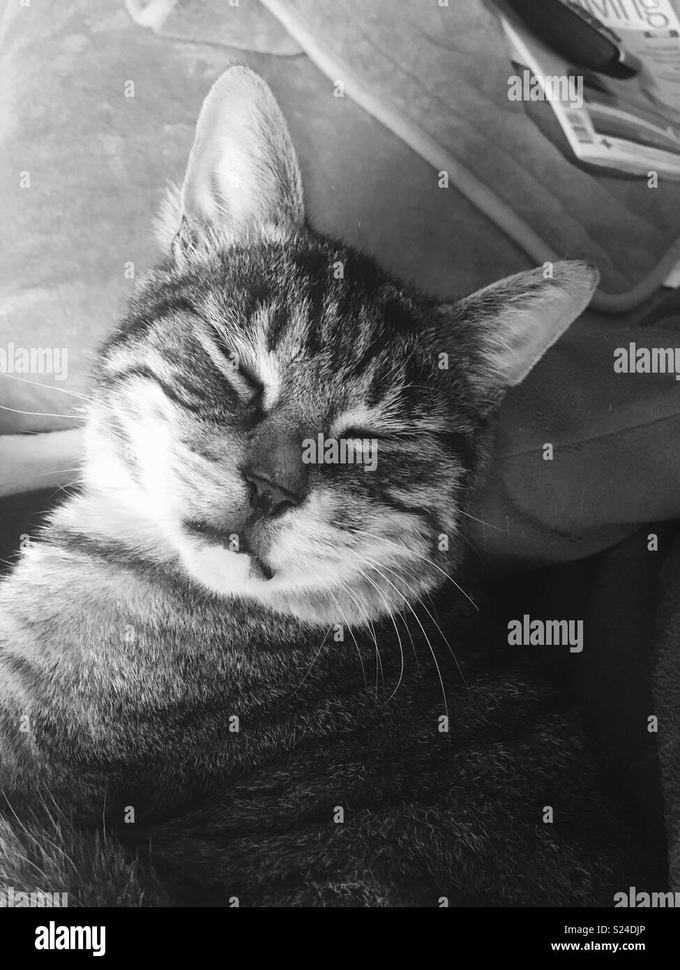 Mono Tabby Cat High Resolution Stock Photography and Images - Alamy