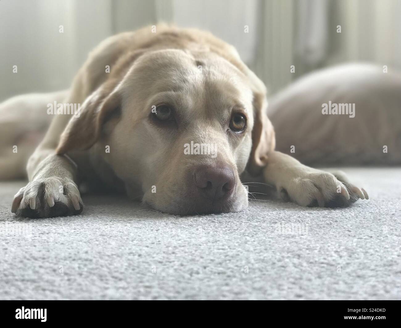 Sad snoozy dog Stock Photo - Alamy