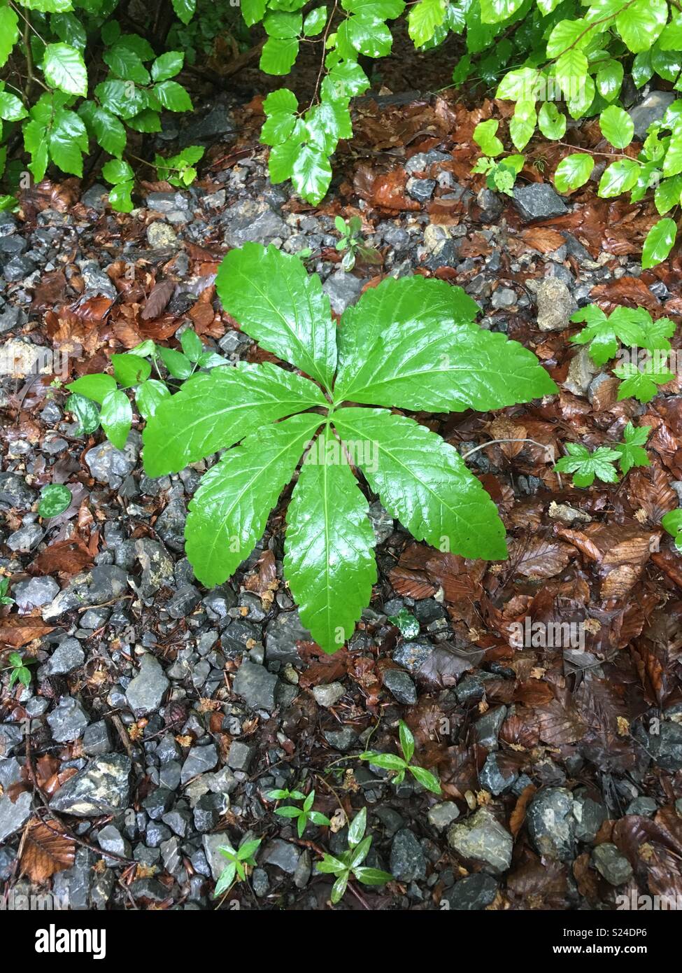 7 leaf hi-res stock photography and images - Alamy