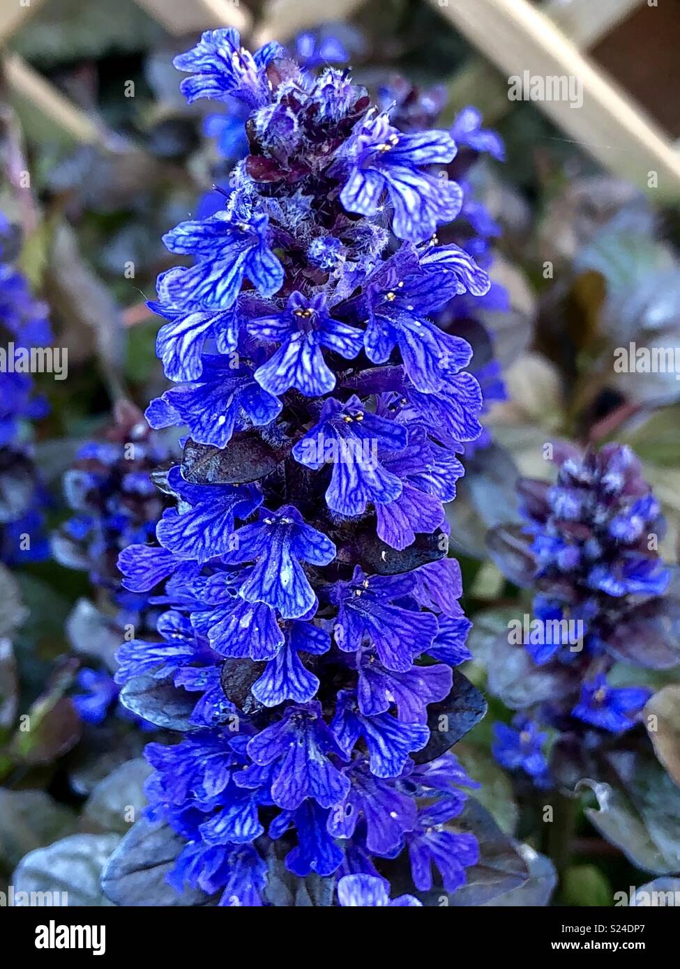 Blue purple flowers hi-res stock photography and images - Alamy