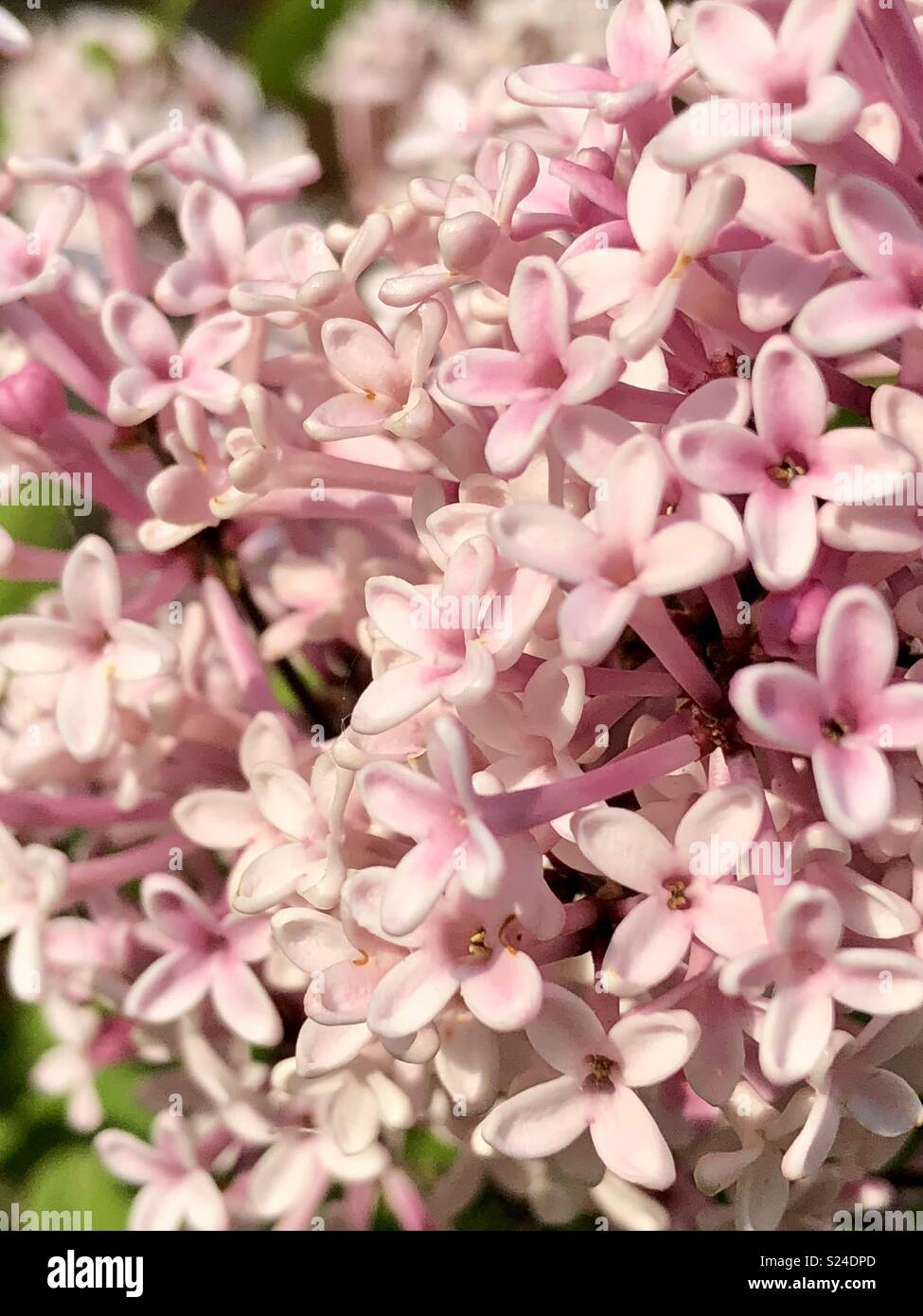 Pretty pink flowers in the sun Stock Photo - Alamy