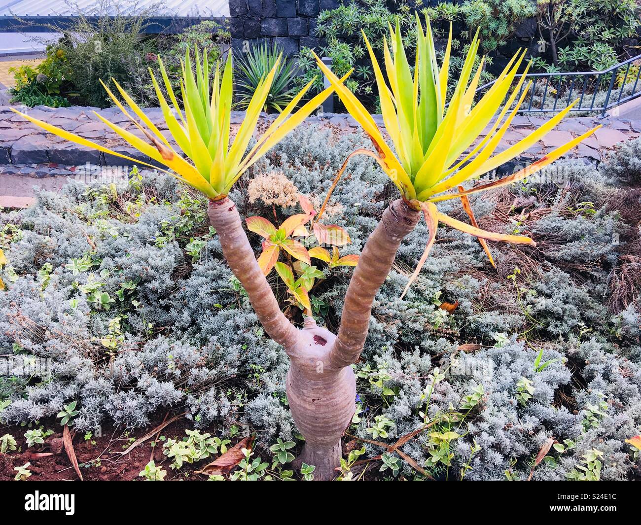 Plants To See In Madeira High Resolution Stock Photography and Images ...