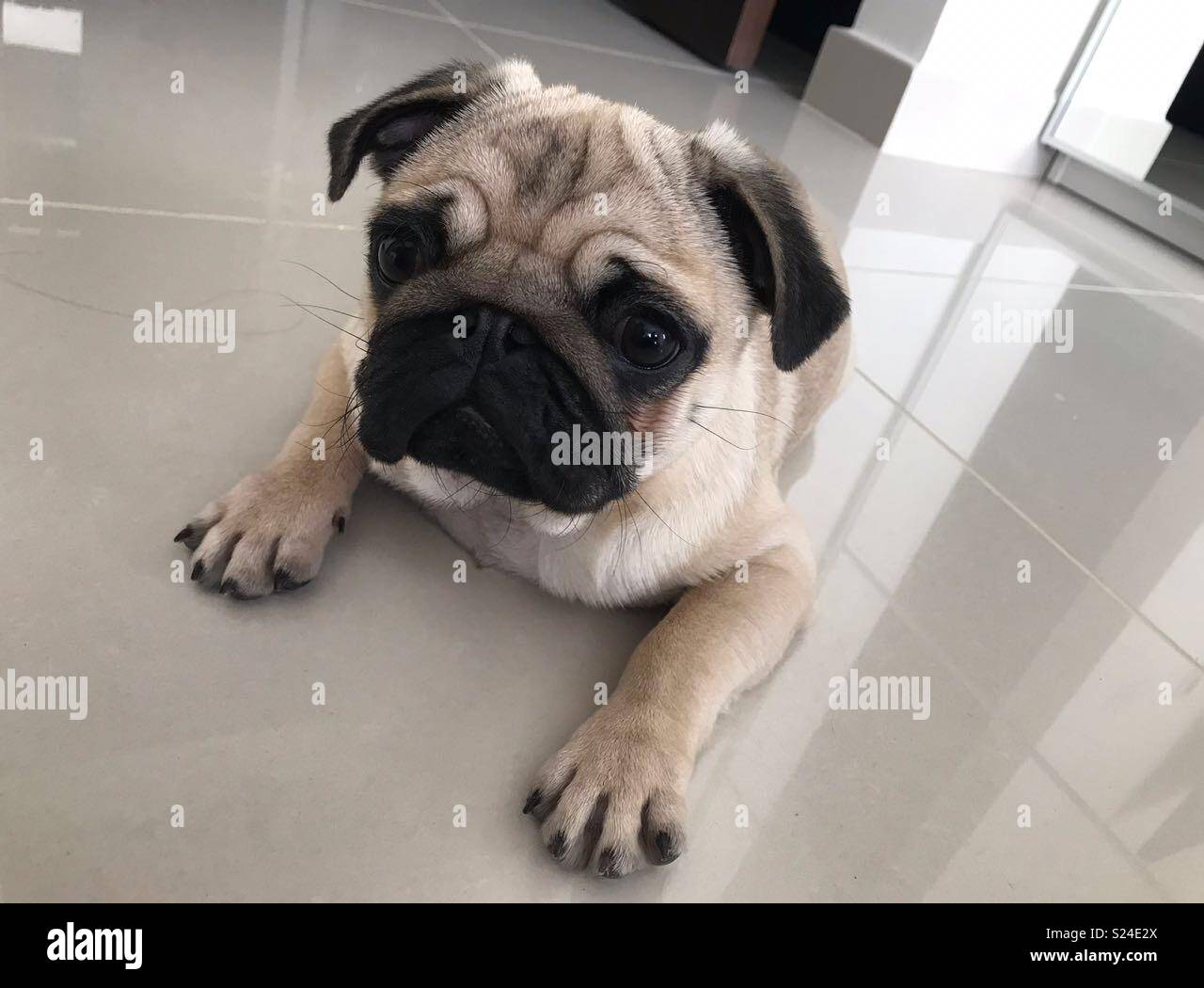 just a dog with innocent face hehe Stock Photo - Alamy