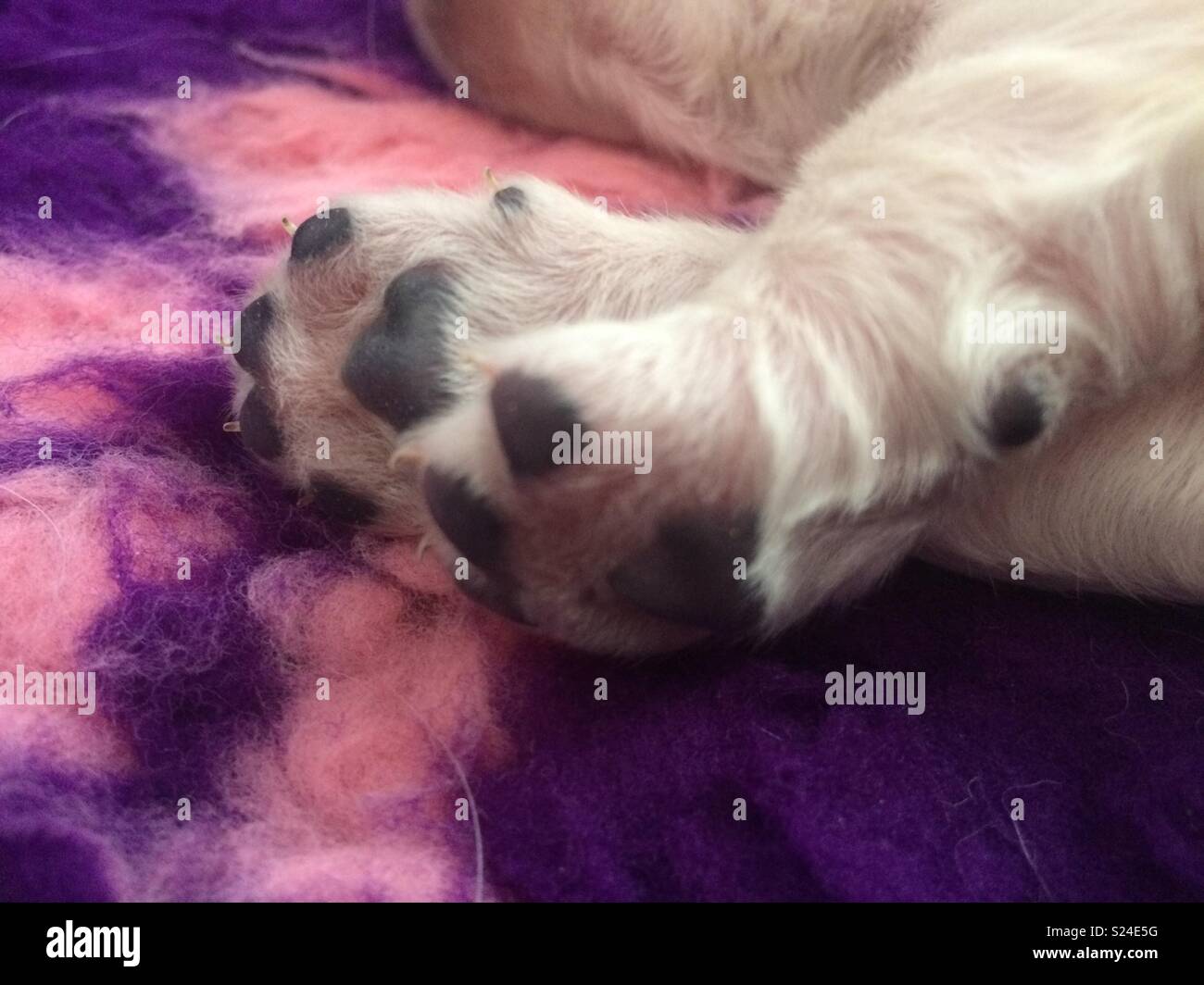 Retriever dog paws hi-res stock photography and images - Alamy