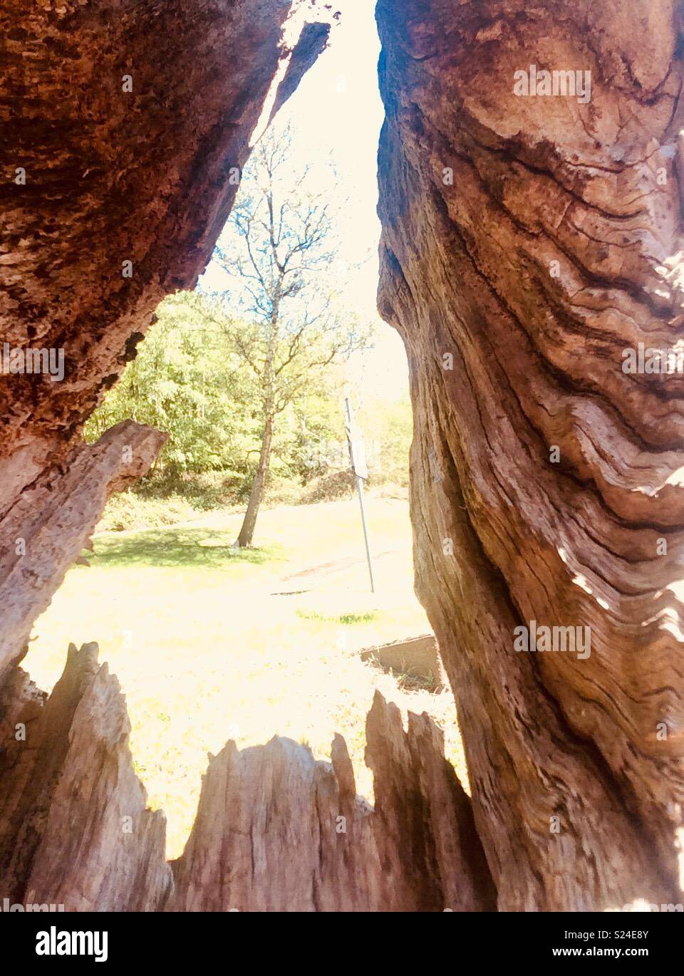Layers of a tree hi-res stock photography and images - Alamy