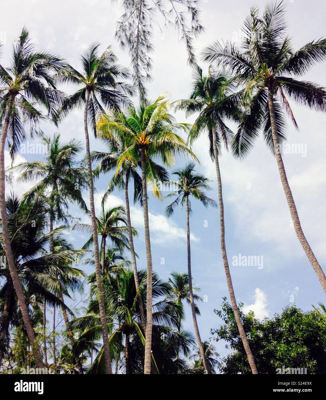 Palm trees thailand hi-res stock photography and images - Alamy